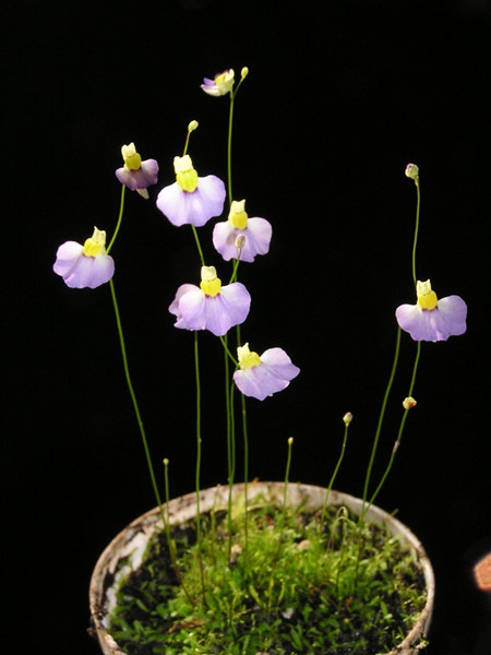 海妖女狸藻Utricularia parthenopipes-花百科