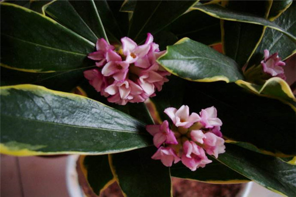 瑞香什么时候开花？ 瑞香怎么养护？|瑞香|什么时候-知识百科-川北在线