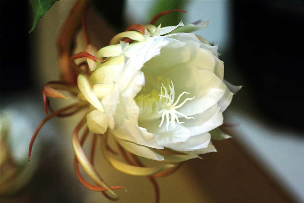 昙花为什么只能“一现” - 花百科